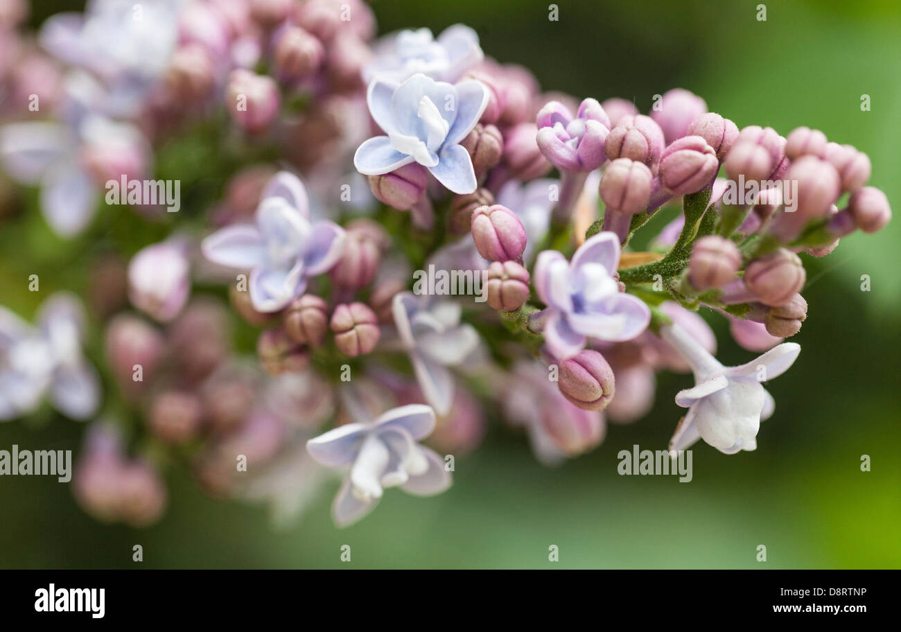 Syringa vulgaris buds -Fotos und -Bildmaterial in hoher Auflösung – Alamy