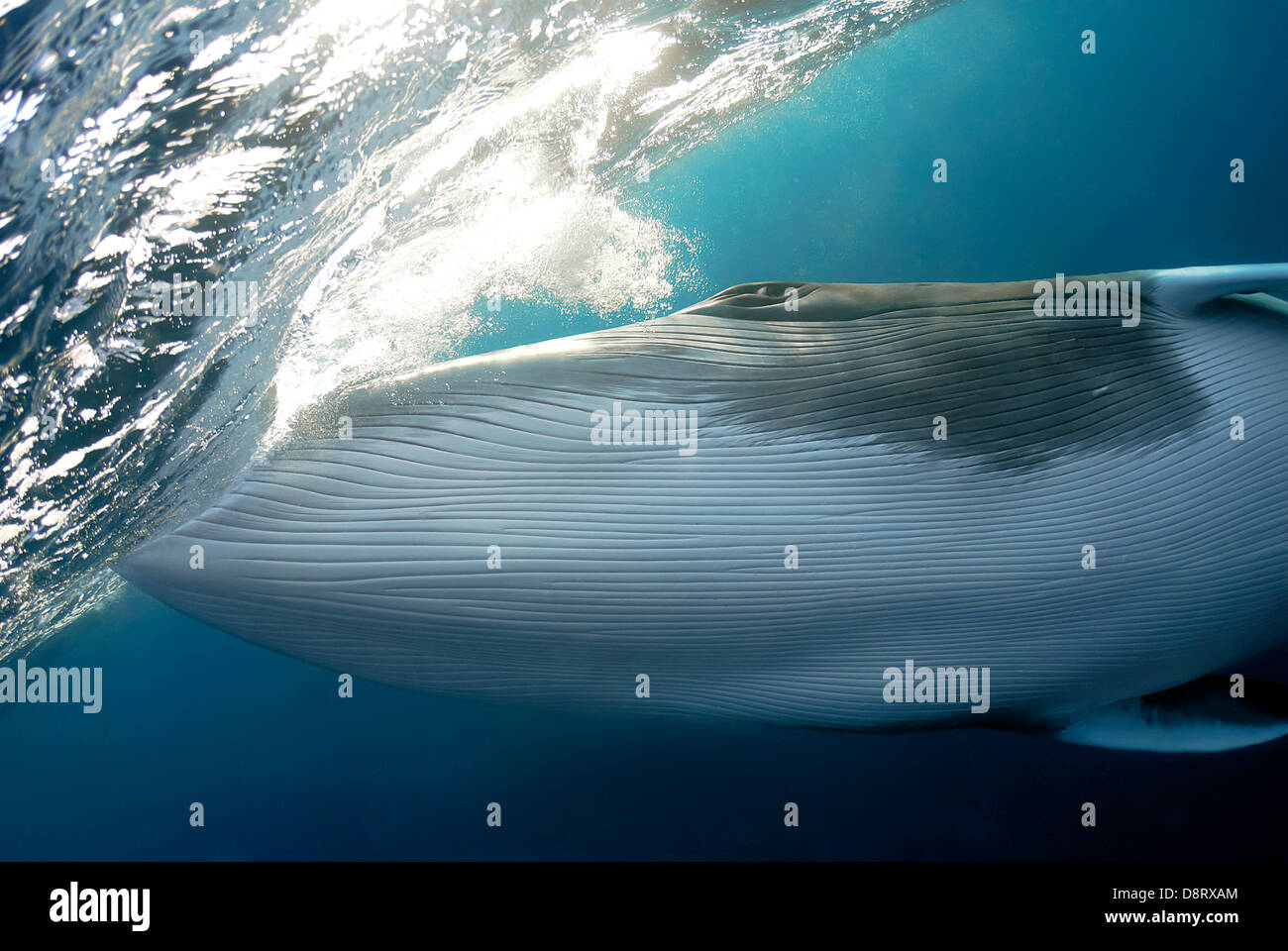 Zwerg zwergwal -Fotos und -Bildmaterial in hoher Auflösung – Alamy