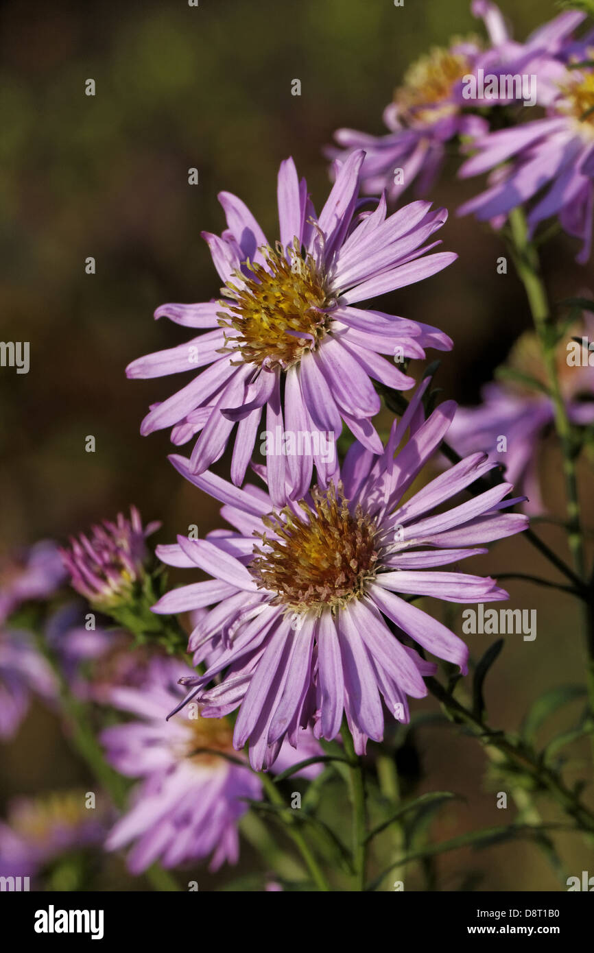 Aster Novi-Belgii, New York Aster Stockfotografie - Alamy