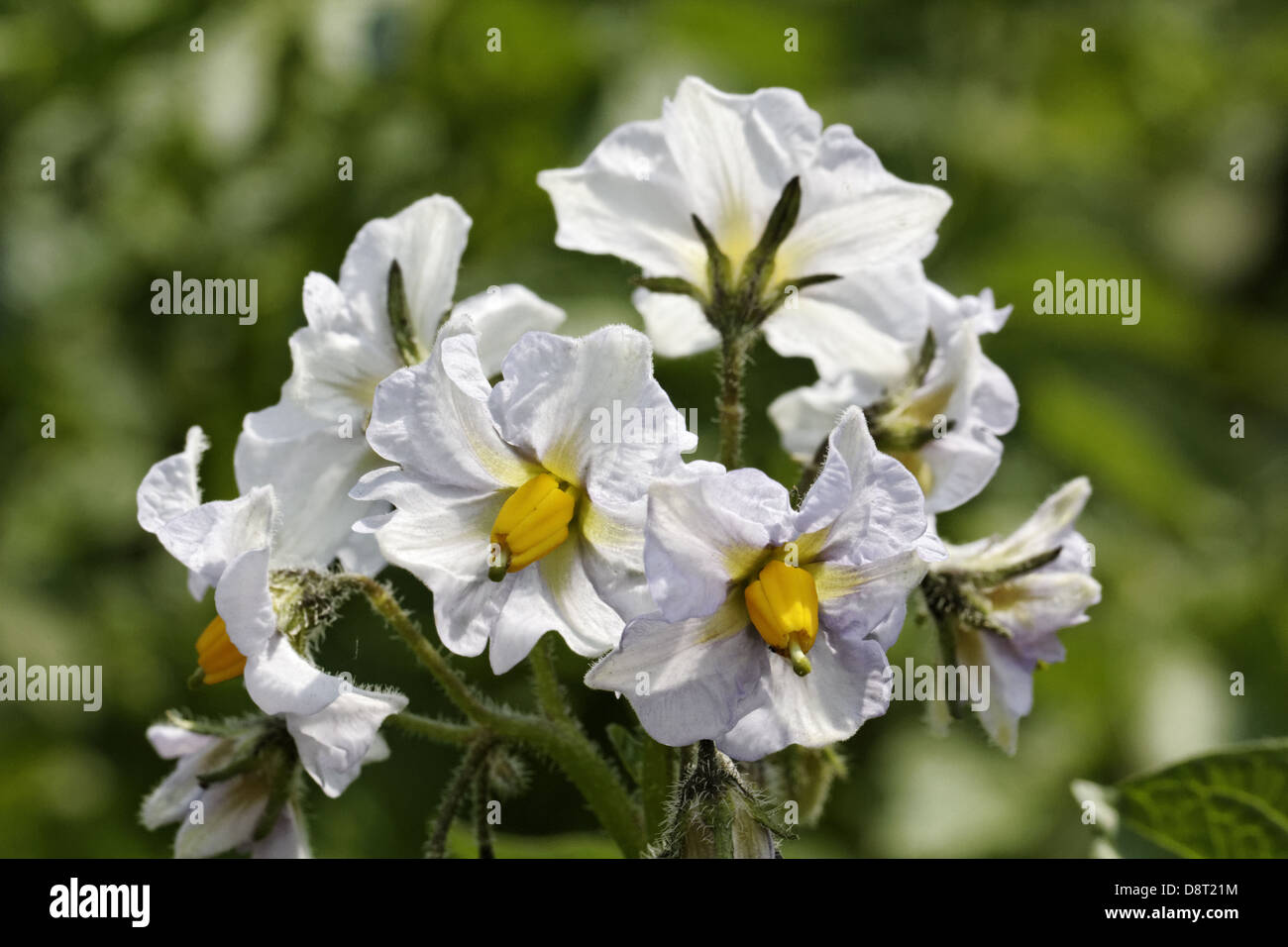 Irish potato solanum tuberosum -Fotos und -Bildmaterial in hoher ...