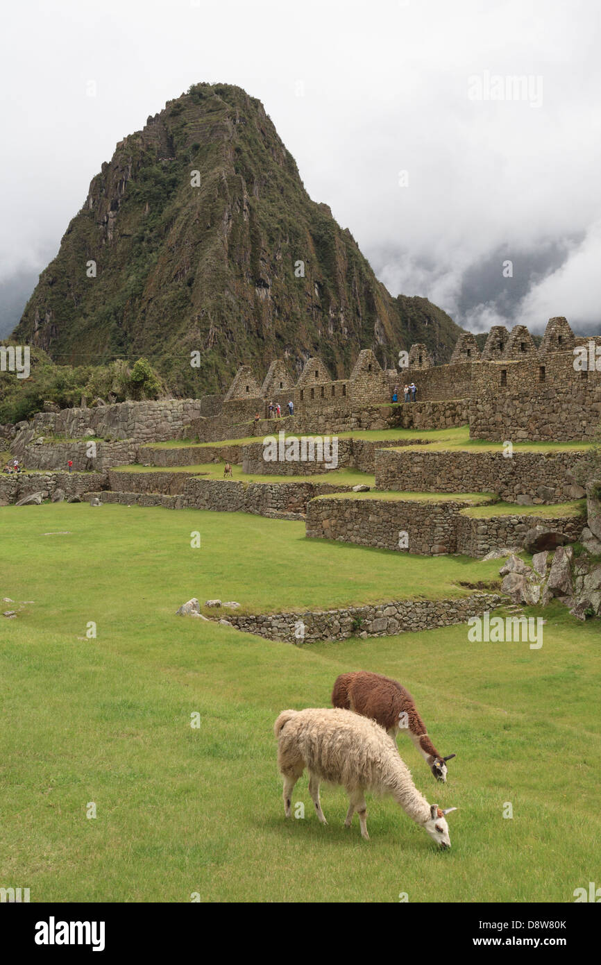 Machu picchu lamas -Fotos und -Bildmaterial in hoher Auflösung – Alamy