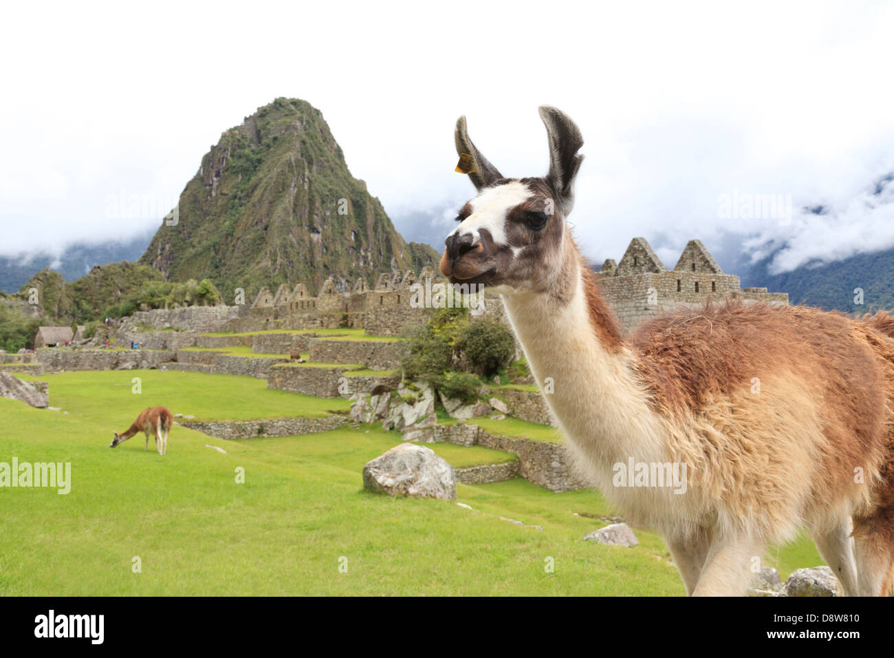 Machu picchu lamas -Fotos und -Bildmaterial in hoher Auflösung – Alamy