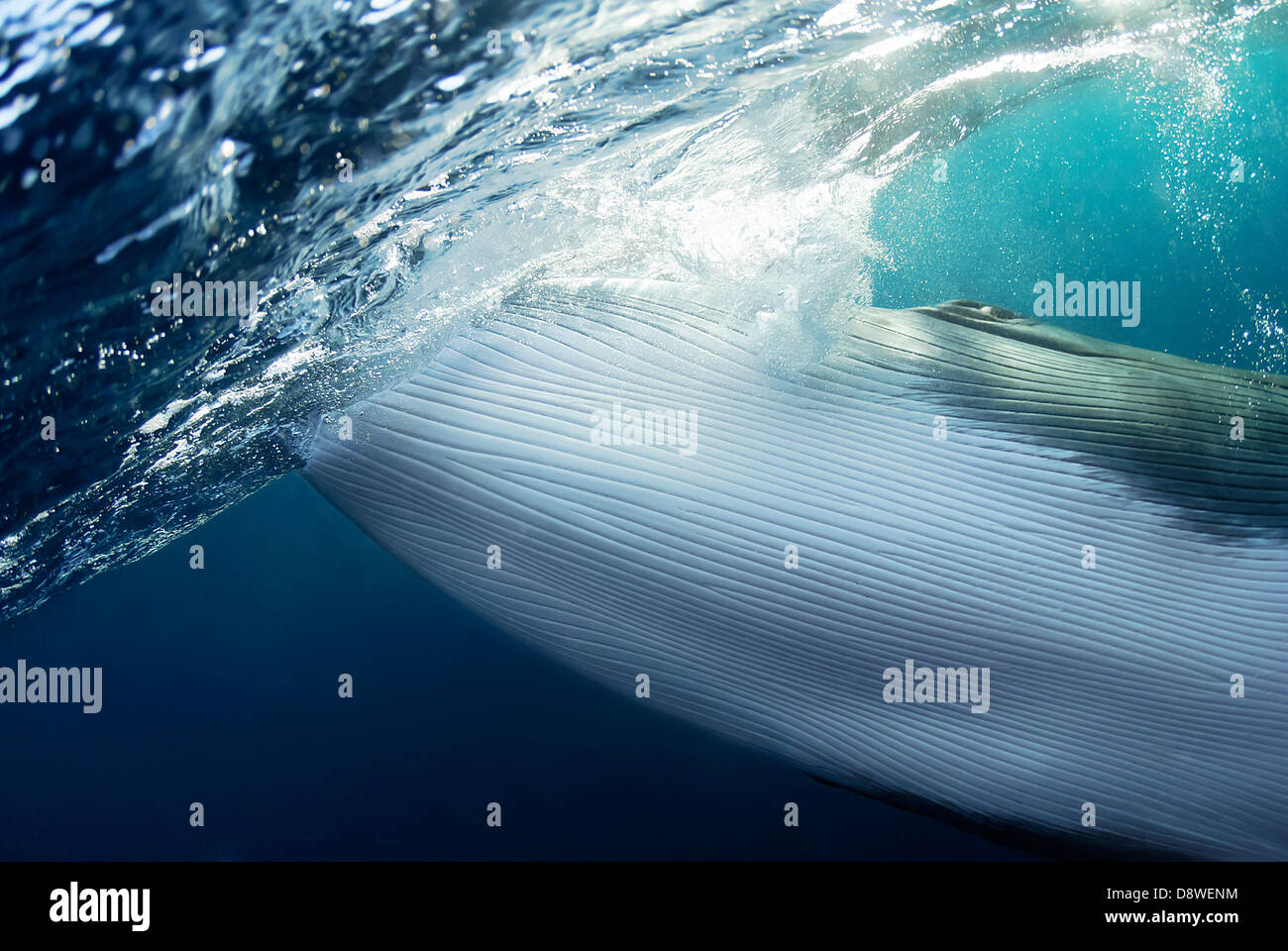 Wal auge -Fotos und -Bildmaterial in hoher Auflösung – Alamy