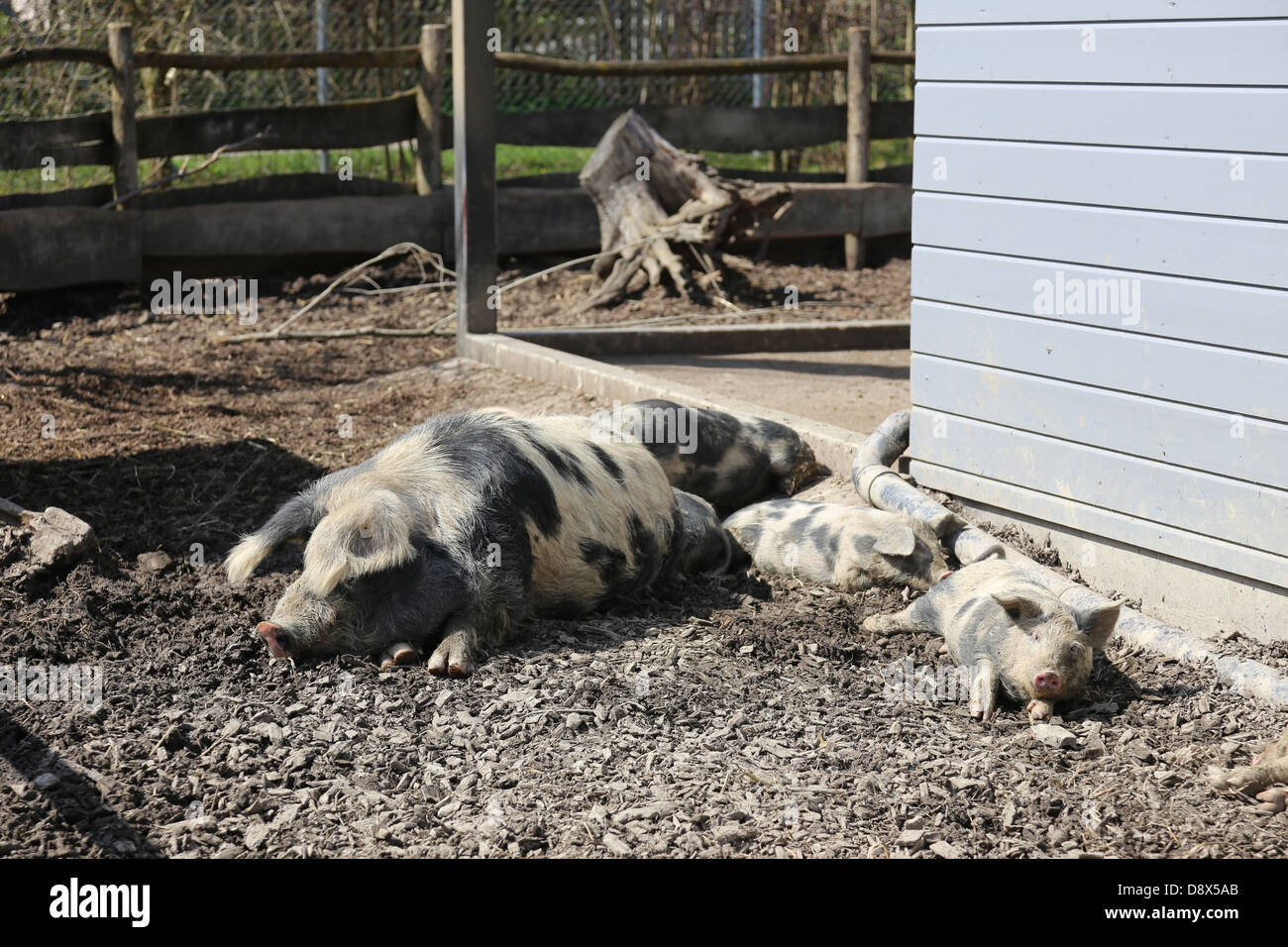 Schwein-Familie in der Sonne liegen Stockfotografie - Alamy
