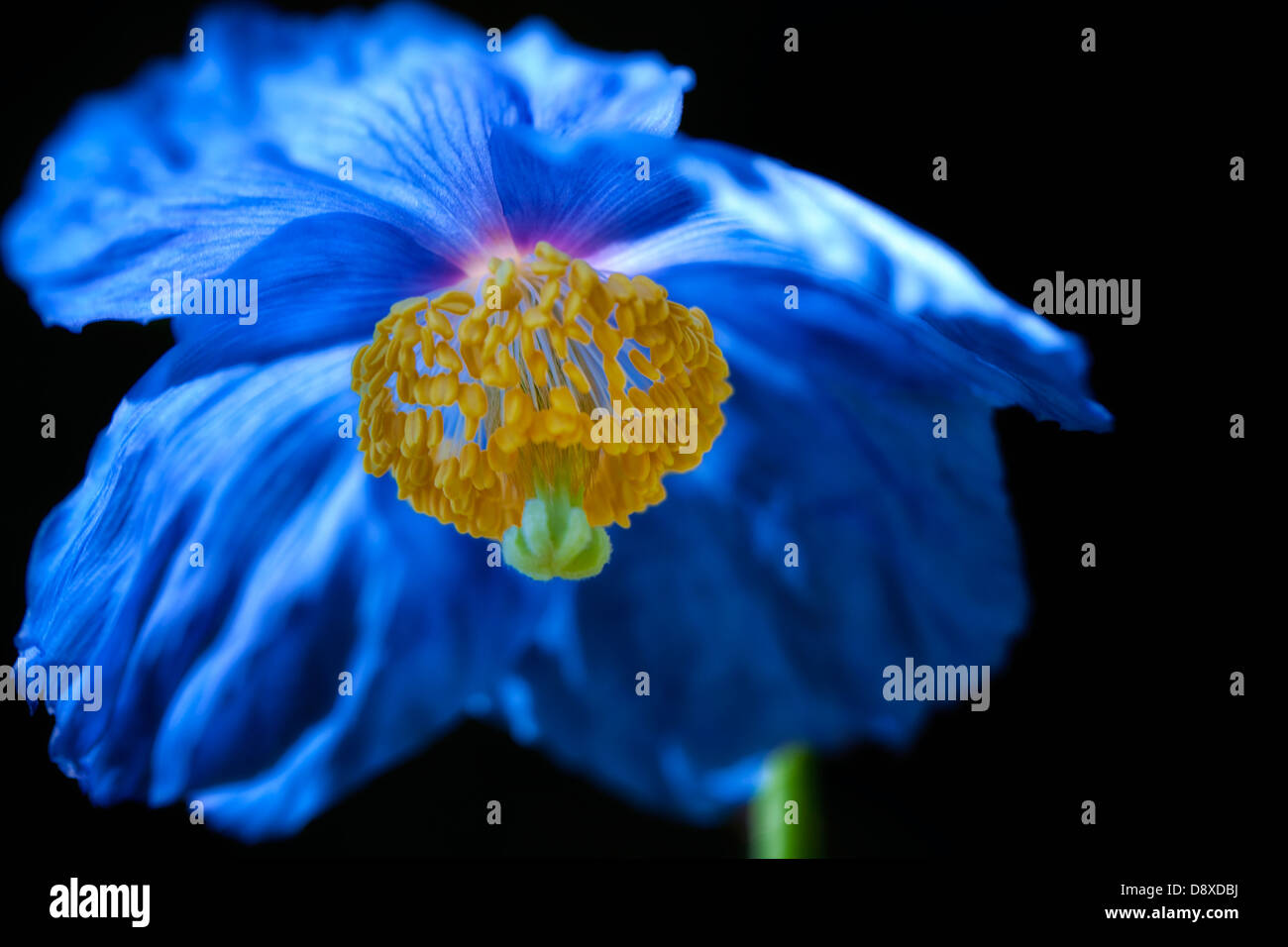 Blaue himalajamohnblume -Fotos und -Bildmaterial in hoher Auflösung – Alamy