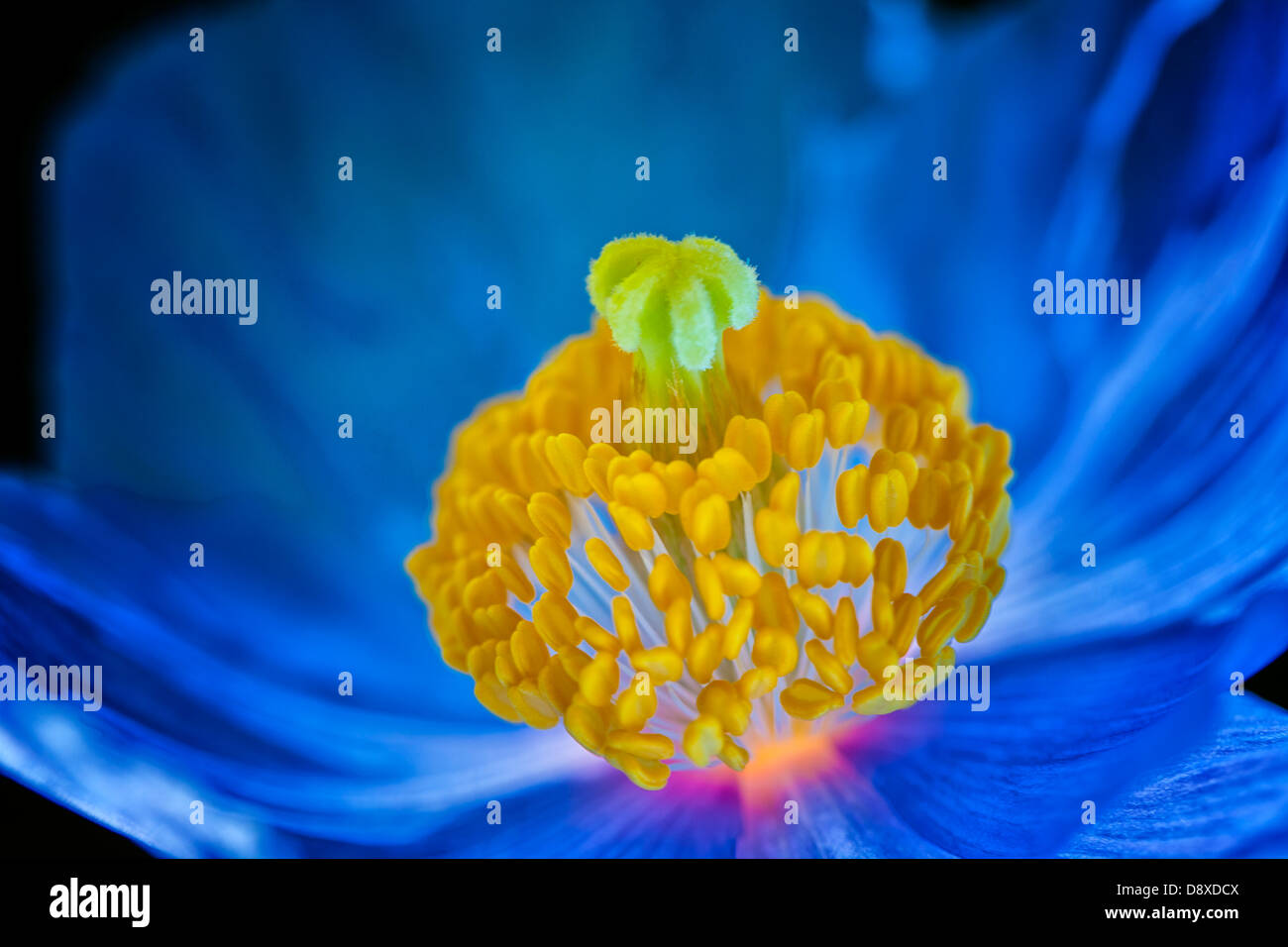 Blaue Himalajamohnblume Stockfotos und -bilder Kaufen - Alamy