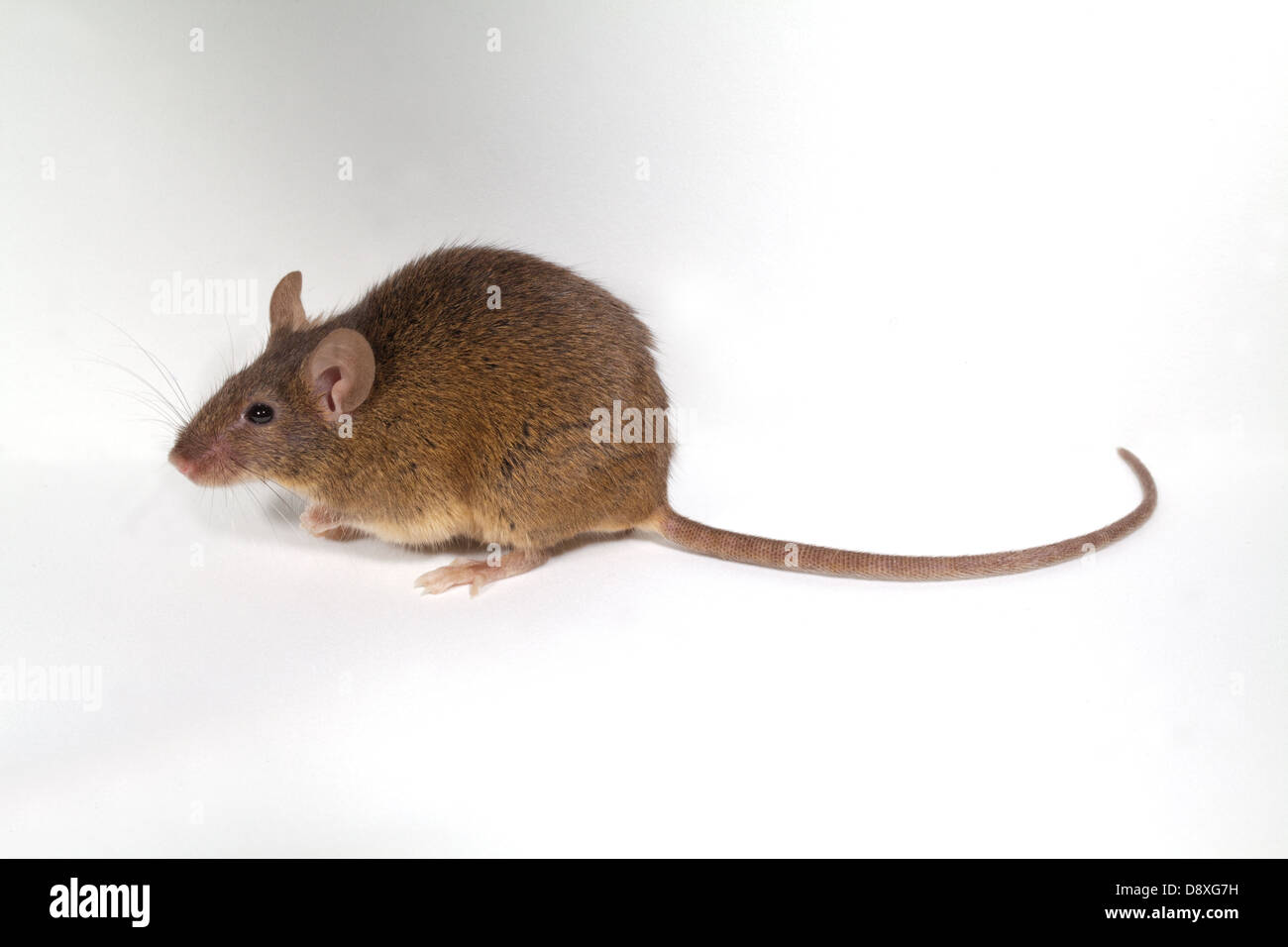 House mouse mus musculus sitting -Fotos und -Bildmaterial in hoher ...