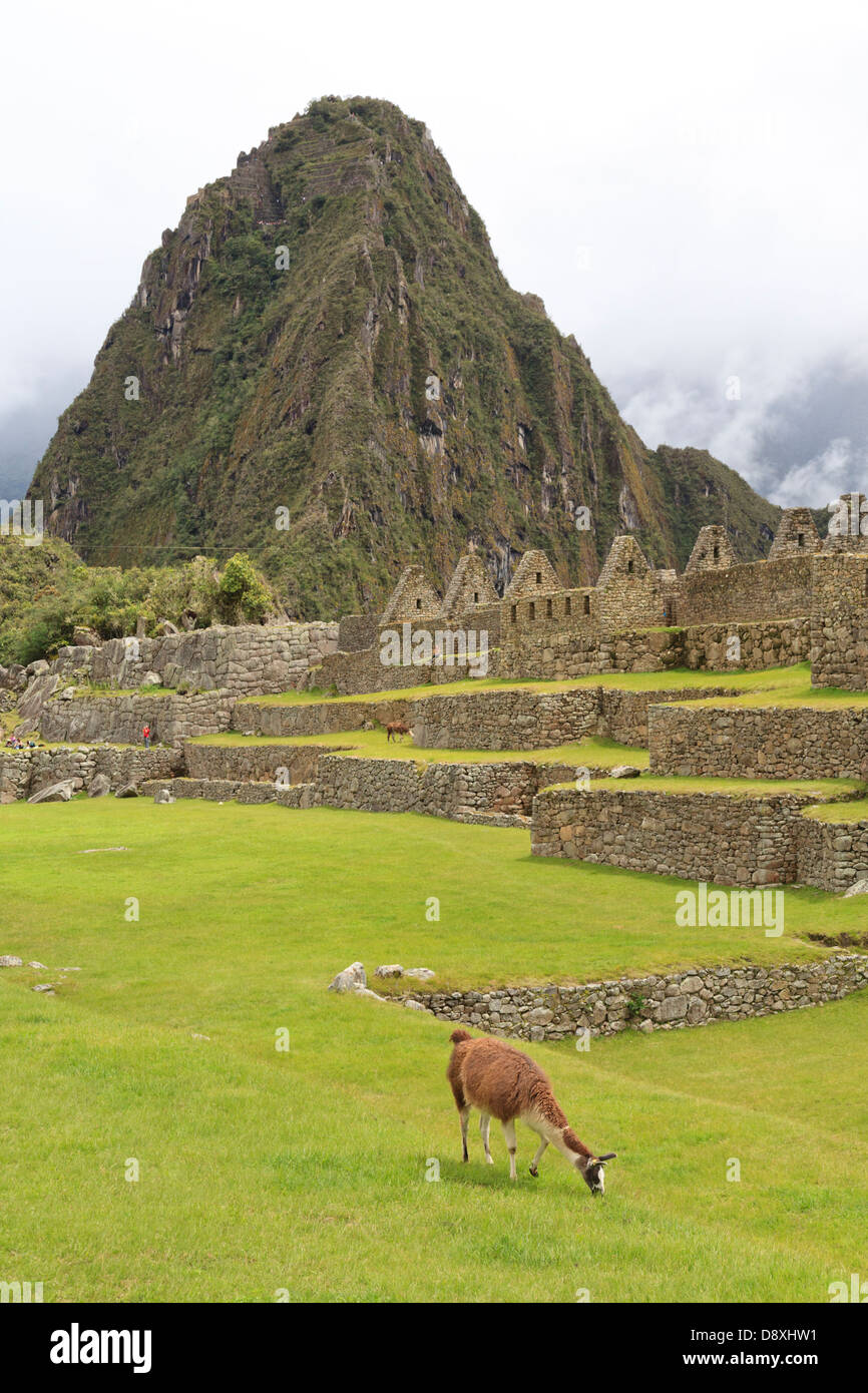 Machu picchu lamas -Fotos und -Bildmaterial in hoher Auflösung – Alamy