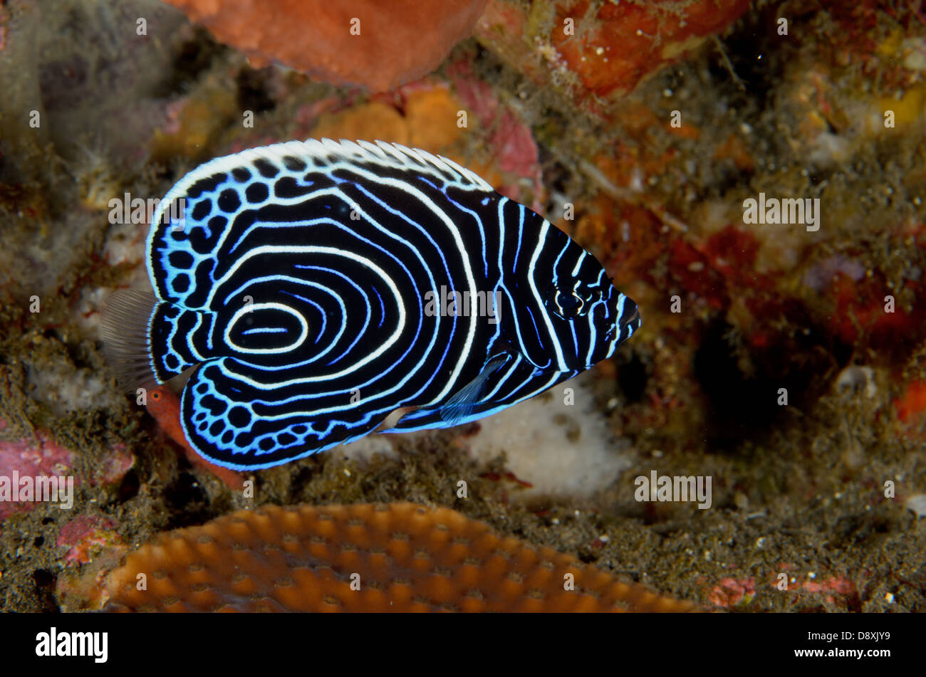 Juvenile Kaiser Kaiserfisch, Pomacanthus Imperator, auf heißen Steinen ...
