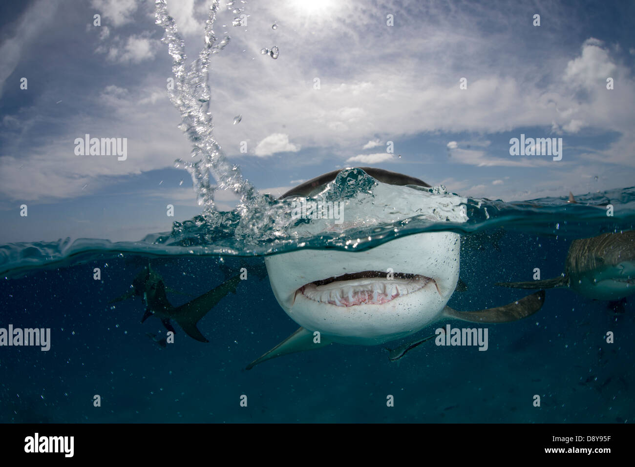 Offenes haifischmaul -Fotos und -Bildmaterial in hoher Auflösung – Alamy