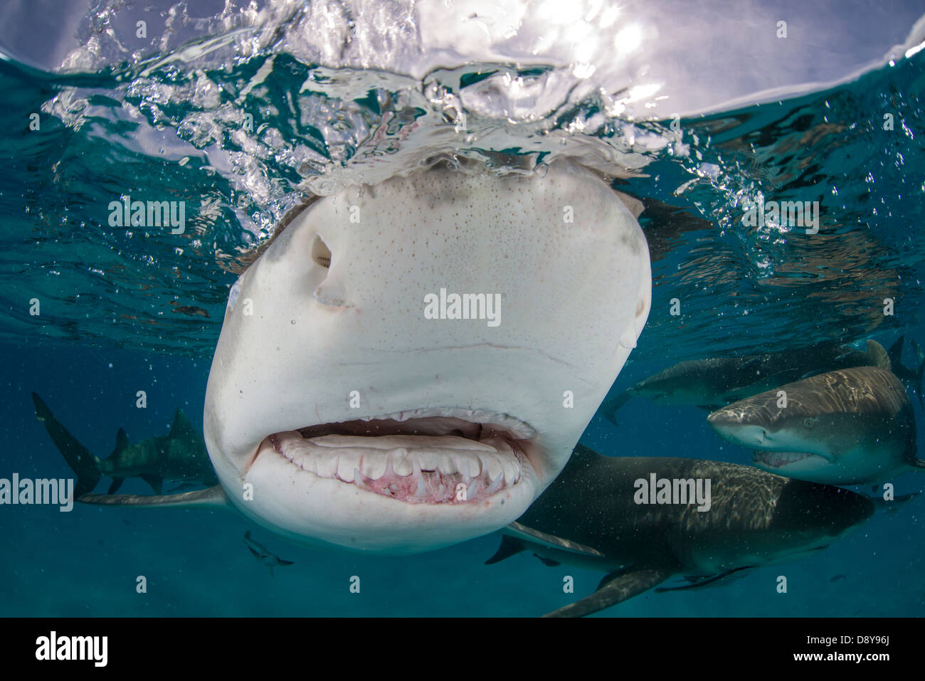 Offenes haifischmaul -Fotos und -Bildmaterial in hoher Auflösung – Alamy
