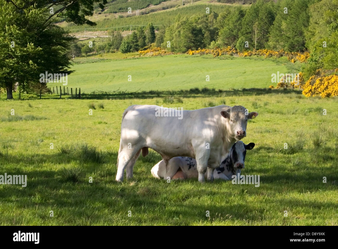Liegender kuh Stockfotos und -bilder Kaufen - Alamy