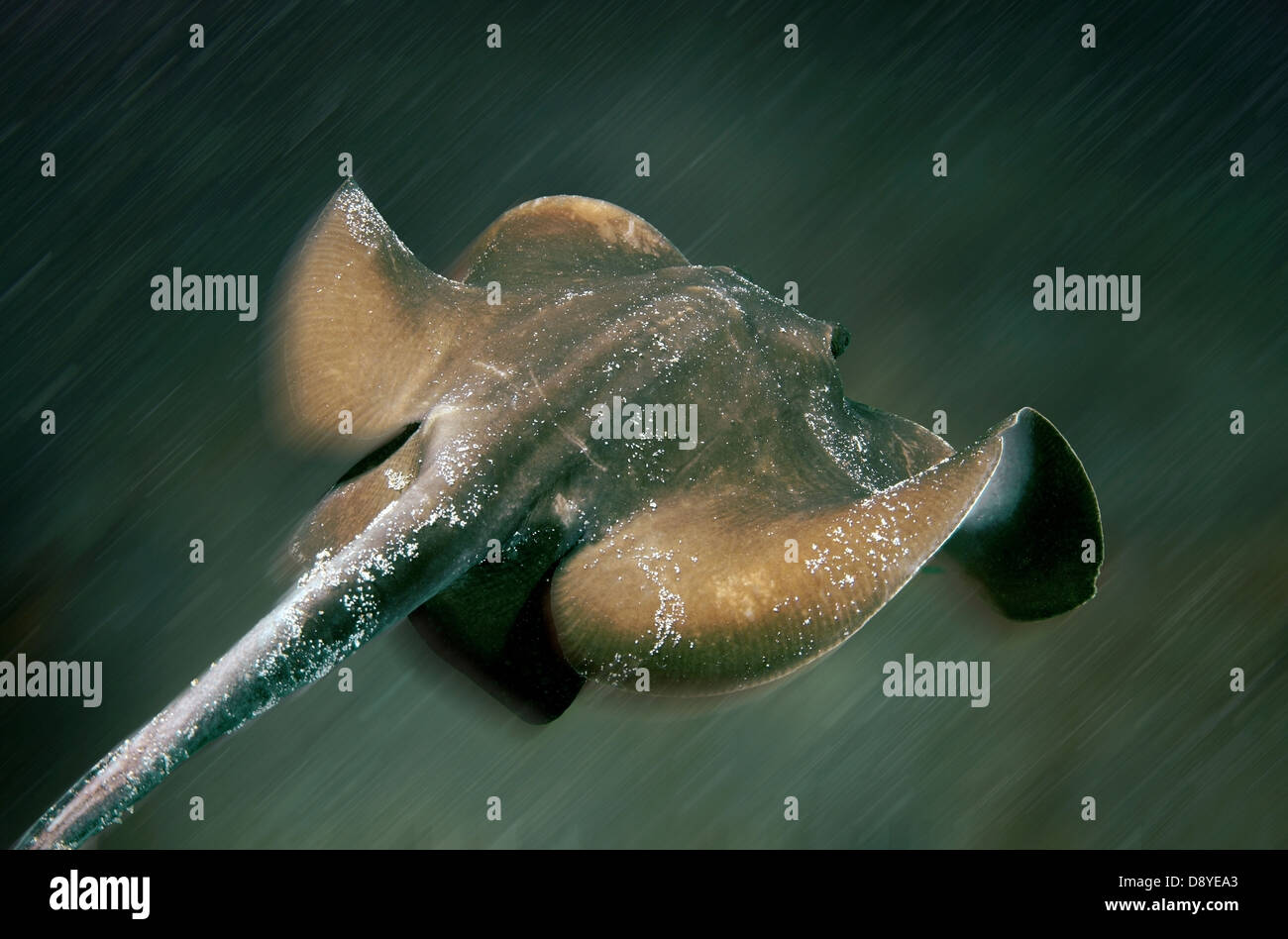 Gemeiner stechrochen -Fotos und -Bildmaterial in hoher Auflösung – Alamy