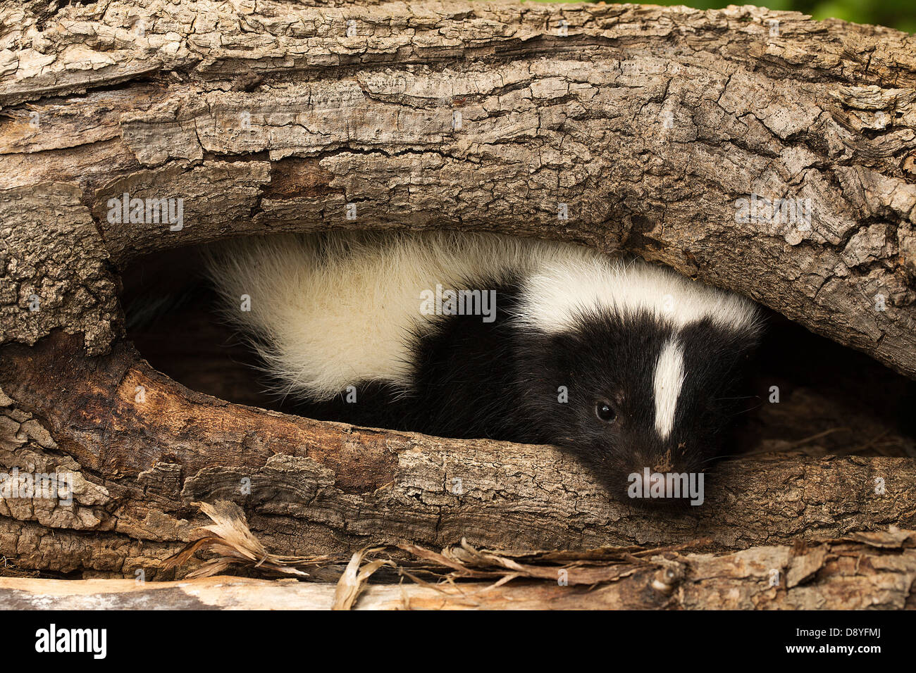 Baby stinktier -Fotos und -Bildmaterial in hoher Auflösung – Alamy