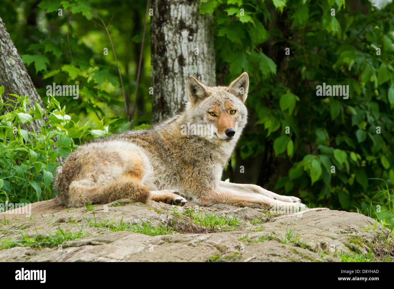 Alpha female gray wolf canis -Fotos und -Bildmaterial in hoher ...