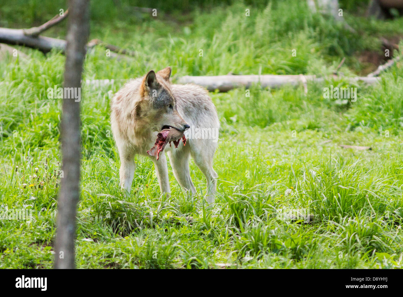 Timber Wolf (Canis Lupus) mit Beute im Wald Stockfotografie - Alamy