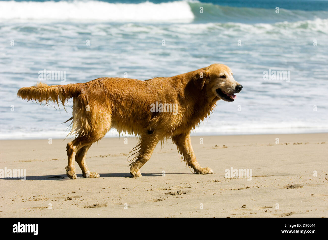 Durchnäßter hund -Fotos und -Bildmaterial in hoher Auflösung – Alamy