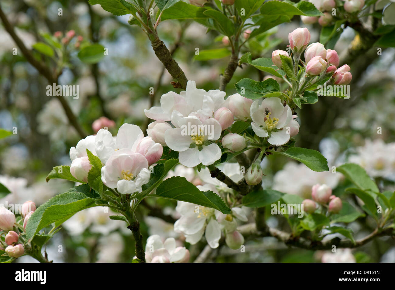 Entdeckung apfelbaum blumen -Fotos und -Bildmaterial in hoher Auflösung ...
