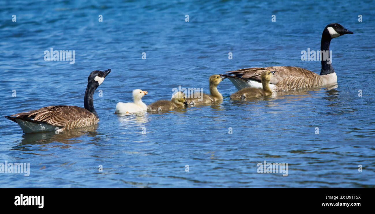 Gans familie -Fotos und -Bildmaterial in hoher Auflösung – Alamy