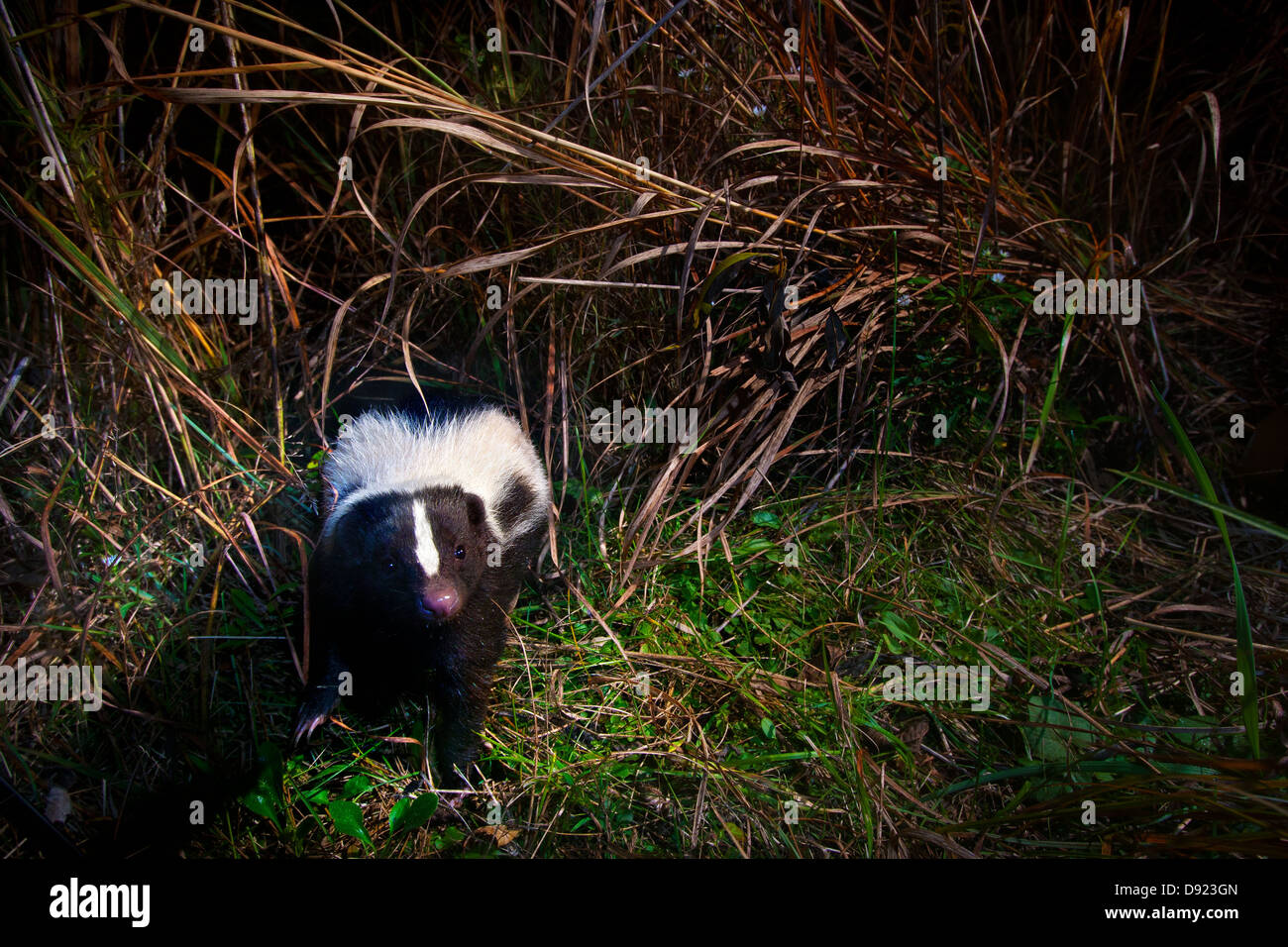 Jugendliches stinktier -Fotos und -Bildmaterial in hoher Auflösung – Alamy