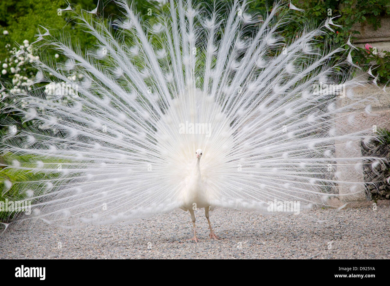 Weißer pfau -Fotos und -Bildmaterial in hoher Auflösung – Alamy