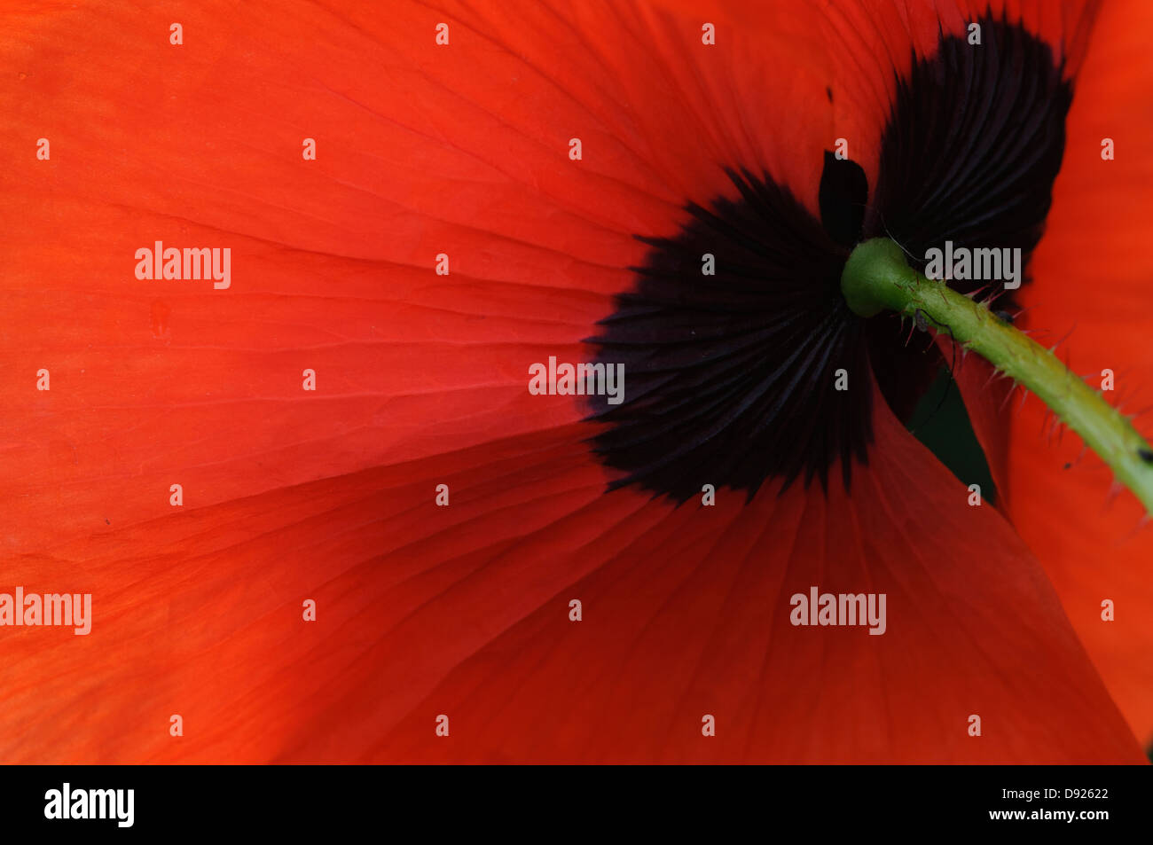 Klatschmohn, Feld Mohn, Flandern Mohn, roter Mohn, Papaver Rhoeas ...