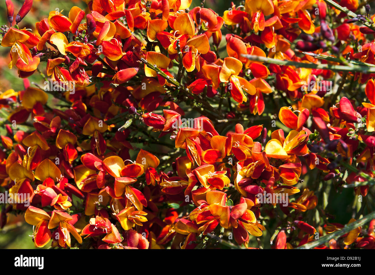 Goldenen rot blühenden Ginster Strauch Cytisus Lena in Blume in einem ...