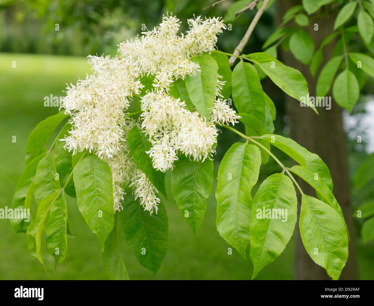 Manna esche -Fotos und -Bildmaterial in hoher Auflösung – Alamy