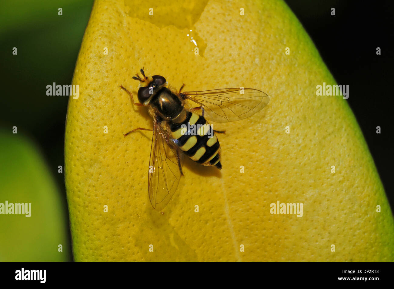 Metasyrphus corollae -Fotos und -Bildmaterial in hoher Auflösung – Alamy