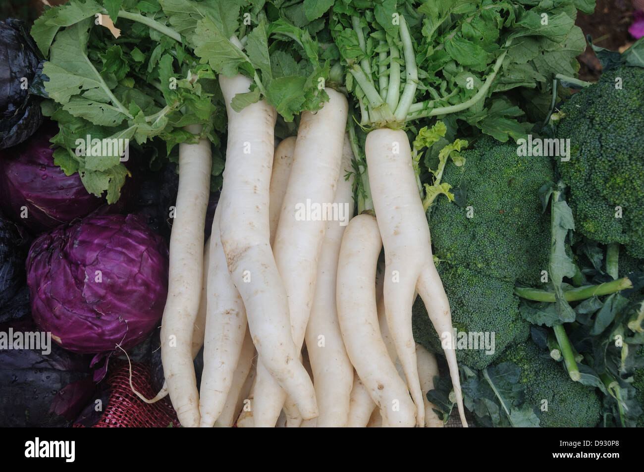 Rettich sorten -Fotos und -Bildmaterial in hoher Auflösung – Alamy