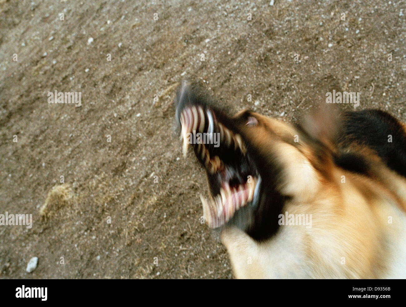 Bellende tiere -Fotos und -Bildmaterial in hoher Auflösung – Alamy
