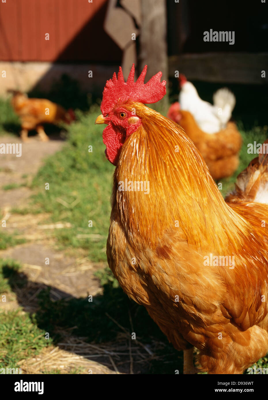 Hahn bild -Fotos und -Bildmaterial in hoher Auflösung – Alamy