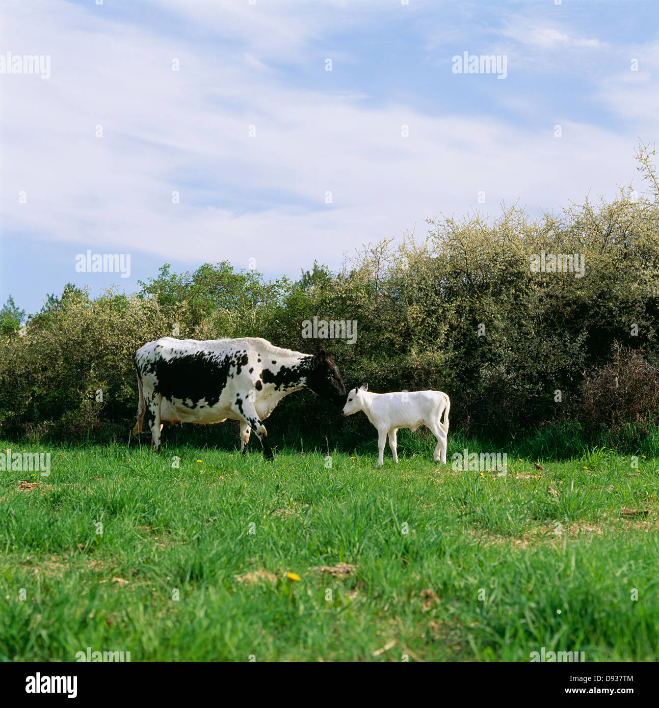 Kuh und Kalb im Feld Stockfotografie - Alamy
