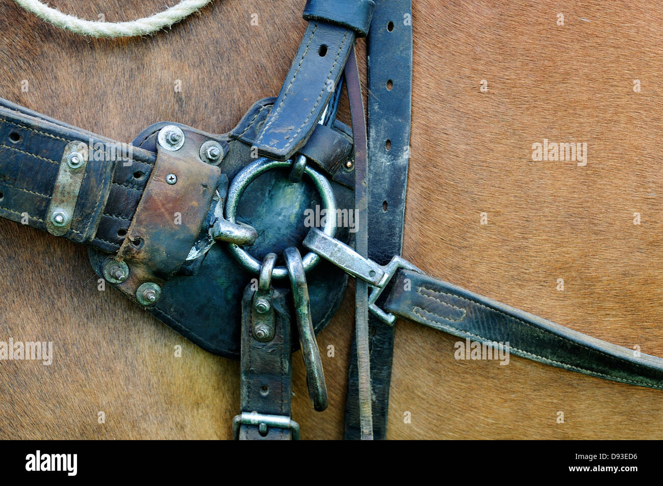 Leder pferdegeschirr -Fotos und -Bildmaterial in hoher Auflösung – Alamy