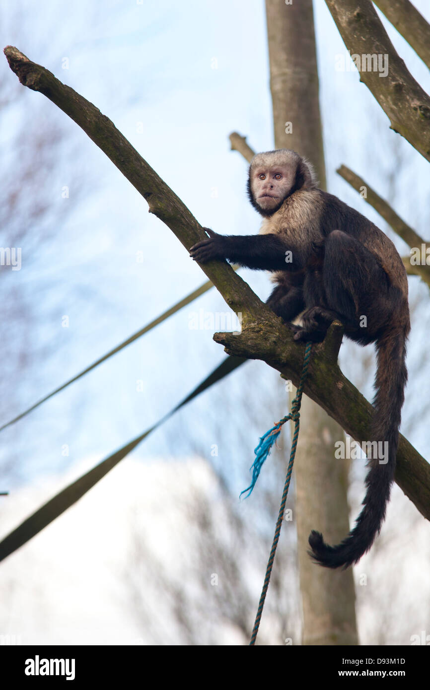 Affen im Gehege im Zoo von Chester fotografiert Stockfotografie - Alamy