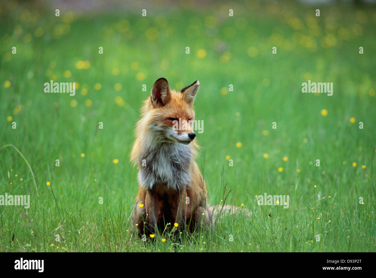 Fuchs auf gras -Fotos und -Bildmaterial in hoher Auflösung – Alamy