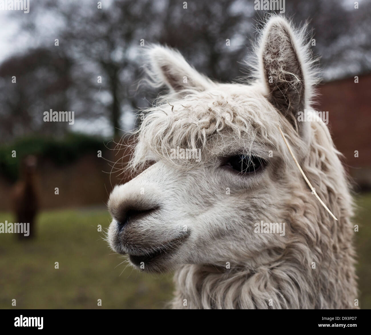 Lama oder Alpaka im Streichelzoo im Heaton Park fotografiert ...