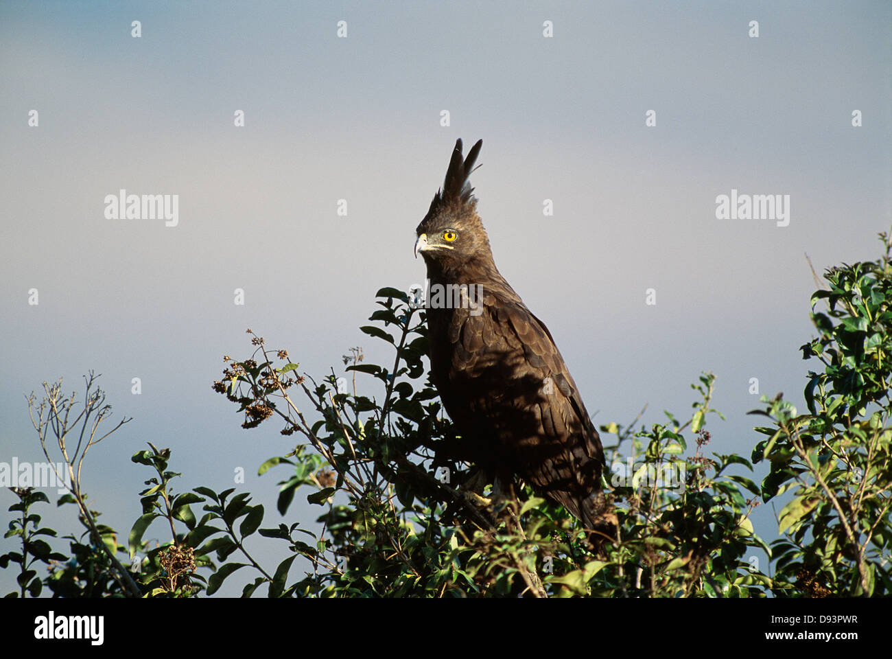 Baumkrone vogel -Fotos und -Bildmaterial in hoher Auflösung – Alamy