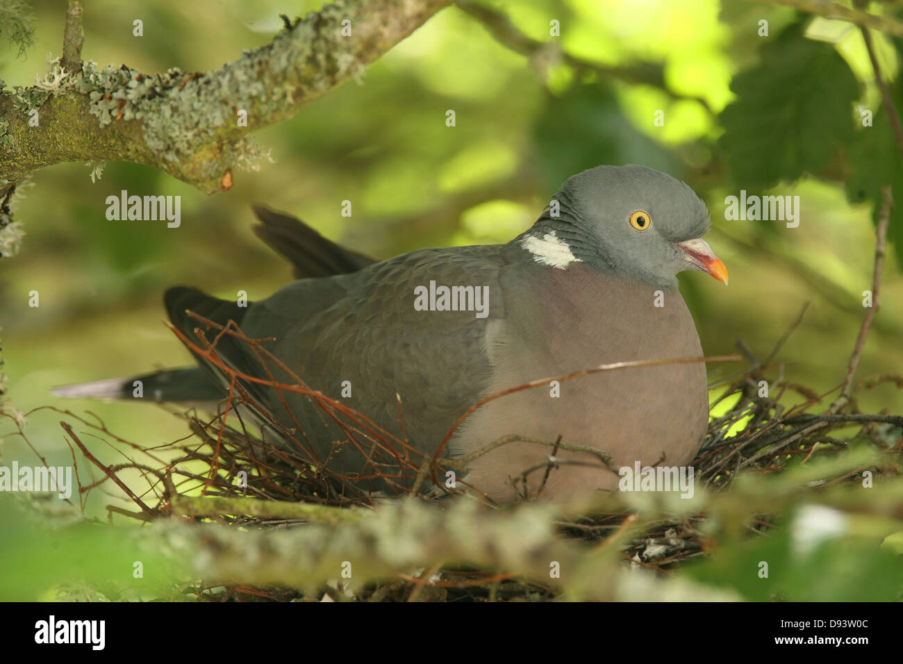 Taube auf Nest schlüpfen Stockfotografie - Alamy