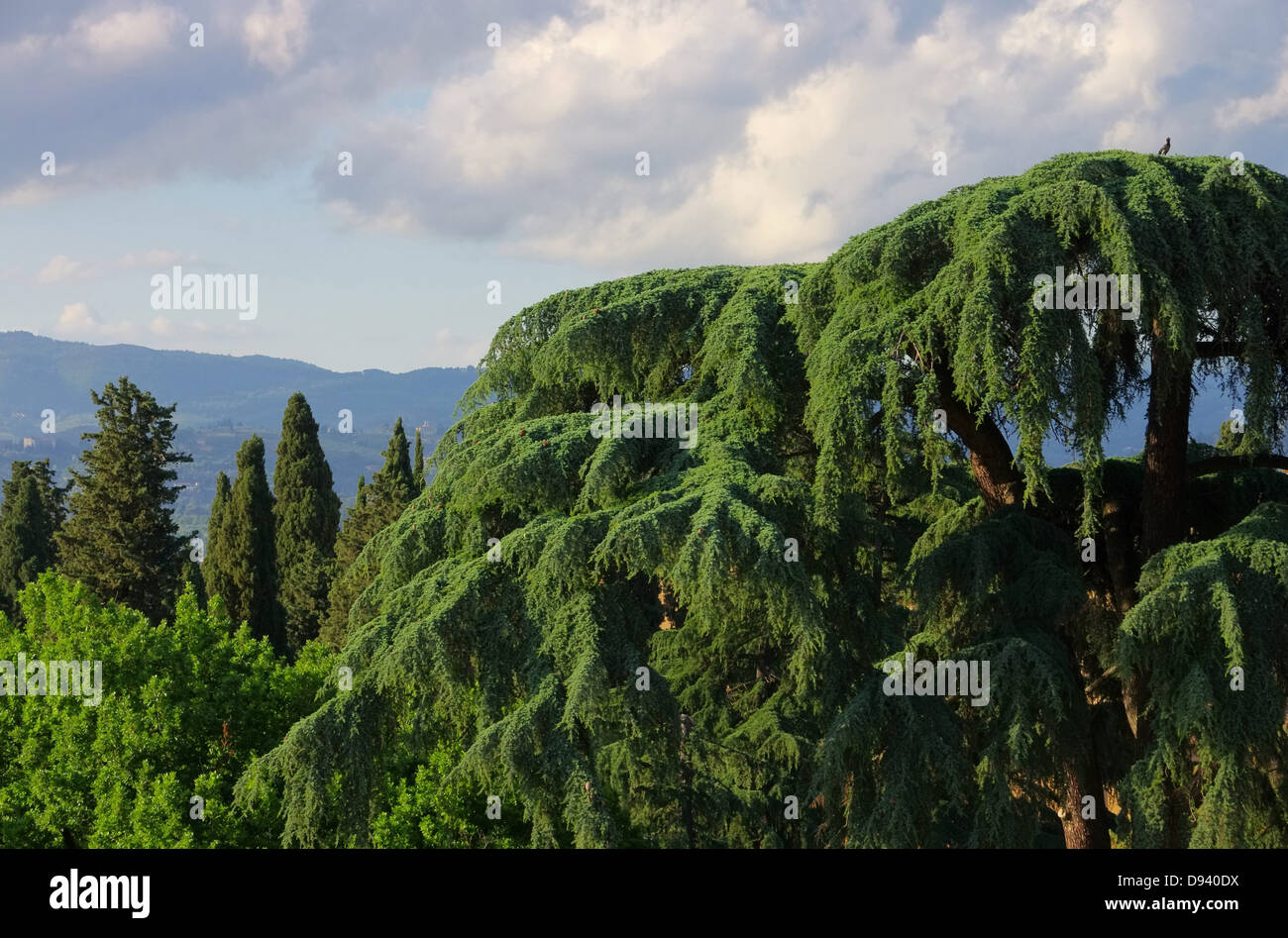 Die zeder -Fotos und -Bildmaterial in hoher Auflösung – Alamy