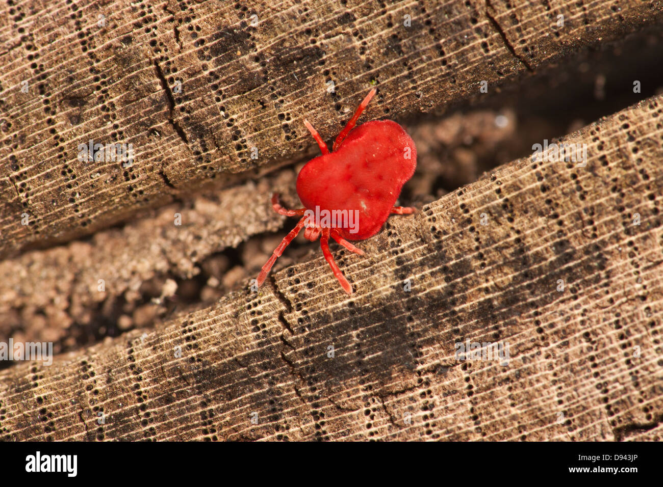 Rote samtmilben -Fotos und -Bildmaterial in hoher Auflösung – Alamy