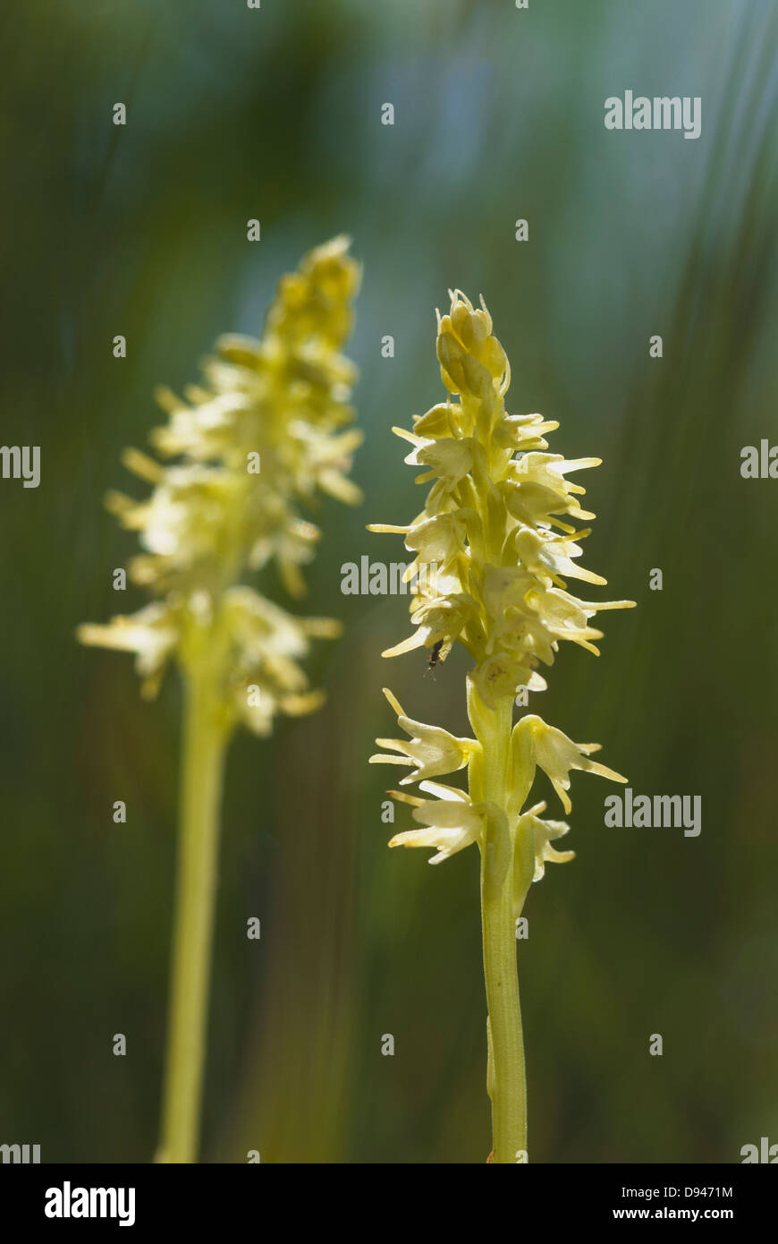 Seltene blumen -Fotos und -Bildmaterial in hoher Auflösung – Alamy