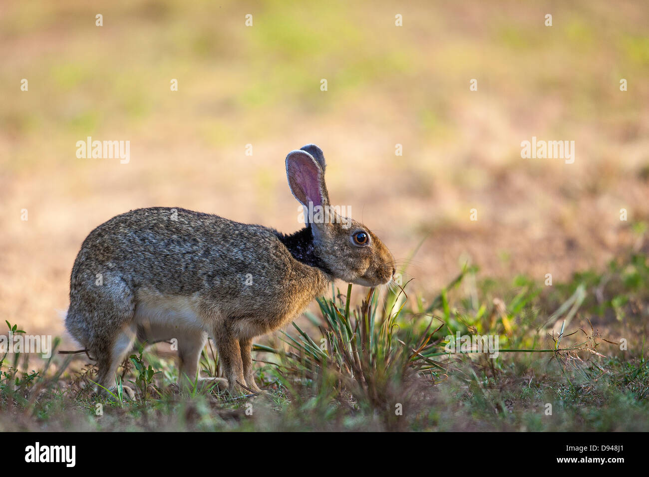 Hare in grass -Fotos und -Bildmaterial in hoher Auflösung – Alamy