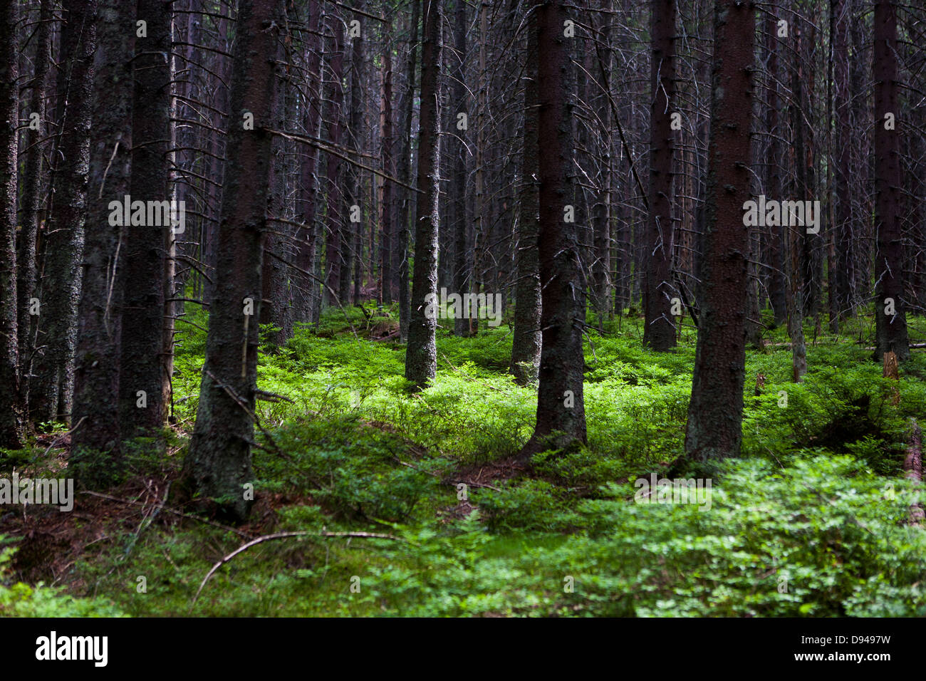 Fichten forst -Fotos und -Bildmaterial in hoher Auflösung – Alamy