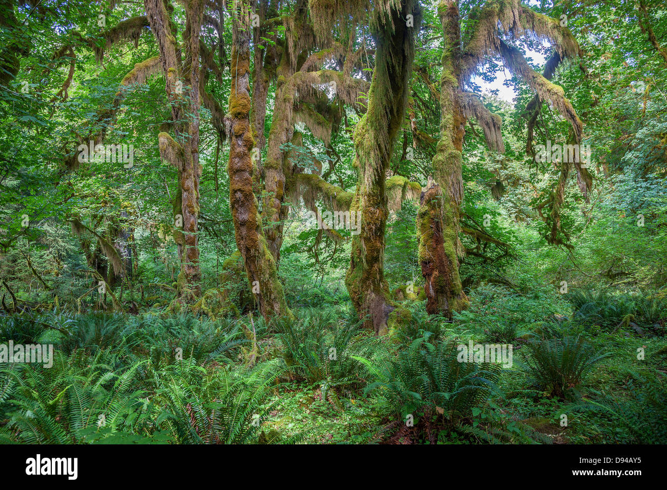 Tropischer regenwald -Fotos und -Bildmaterial in hoher Auflösung – Alamy