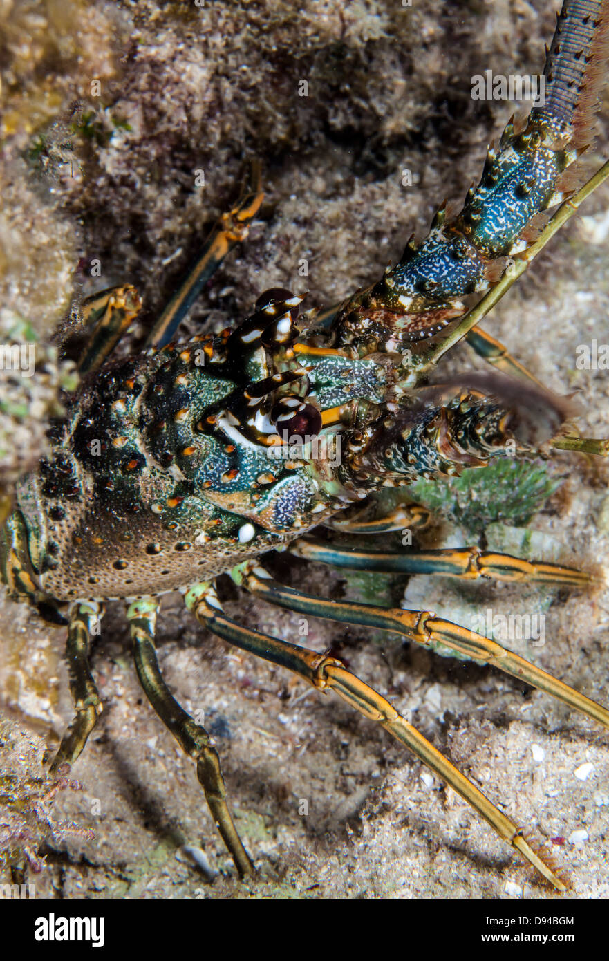 Caribbean spiny lobster underwater marine -Fotos und -Bildmaterial in ...