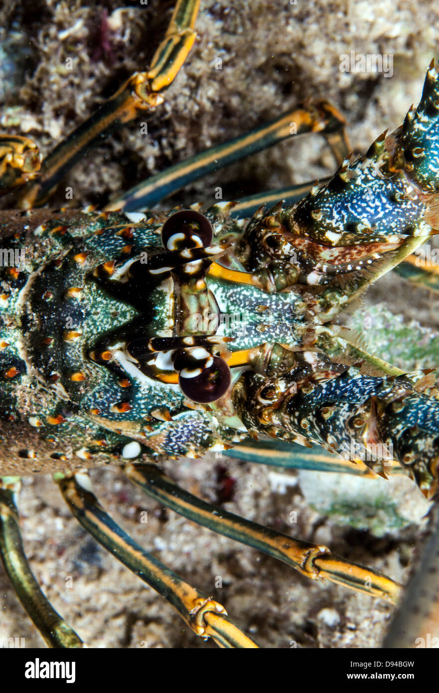 Caribbean spiny lobster underwater marine -Fotos und -Bildmaterial in ...