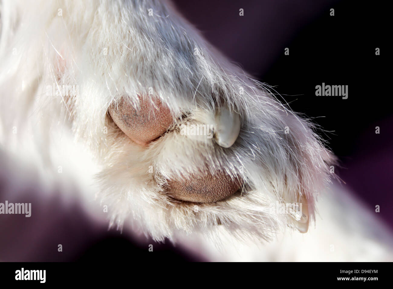 Haarige pfote -Fotos und -Bildmaterial in hoher Auflösung – Alamy