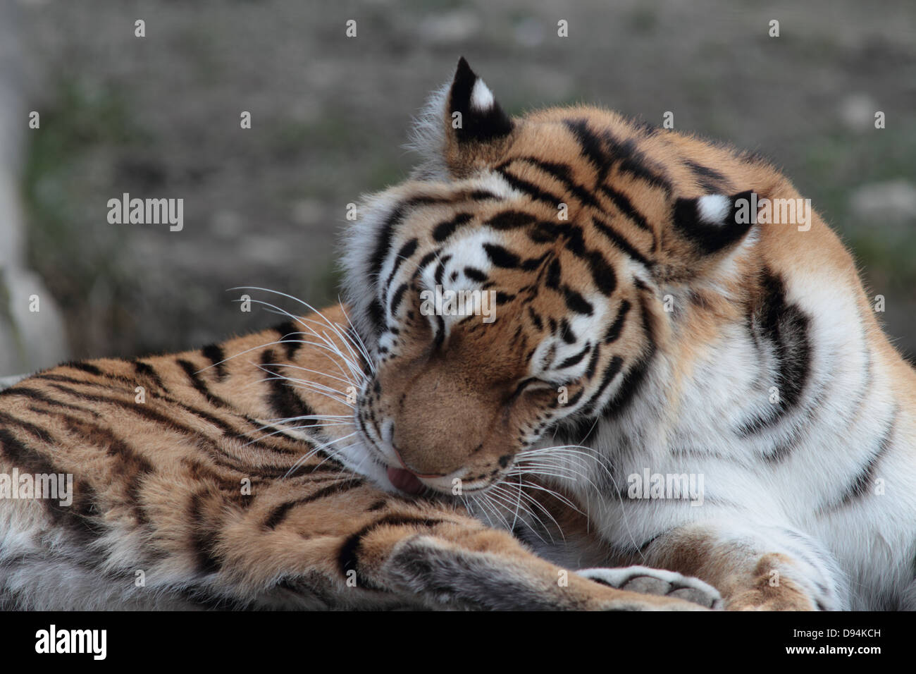Tiger im zoo -Fotos und -Bildmaterial in hoher Auflösung – Alamy
