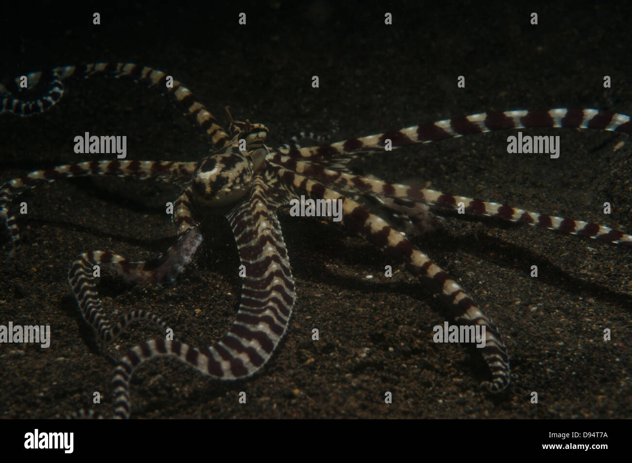 Mimic octopus -Fotos und -Bildmaterial in hoher Auflösung – Alamy